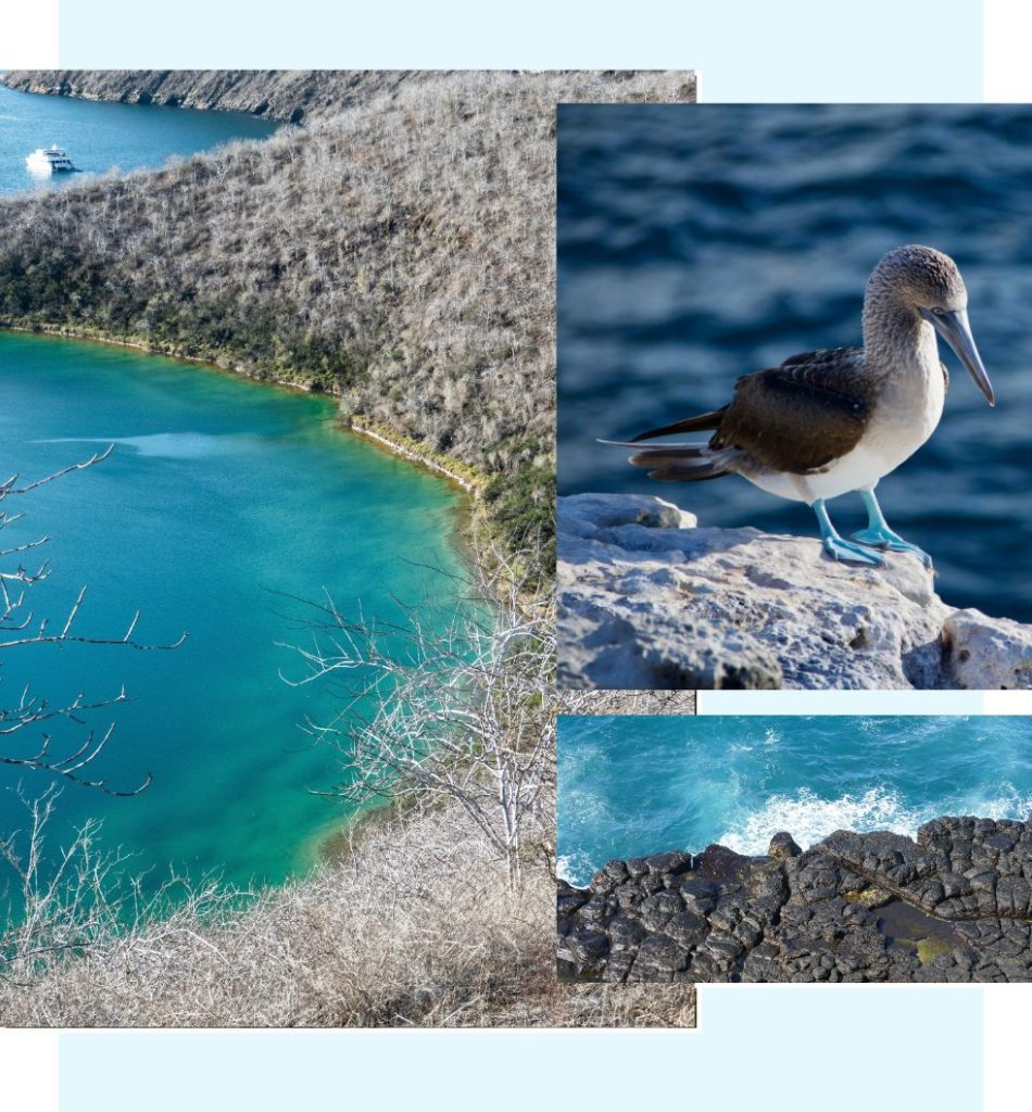 Galapagos Swim Trip 2026 - Effortless Swimming